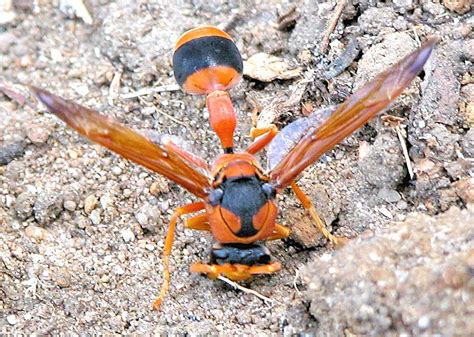 Orange Potter Wasp Eumenes Latreilli