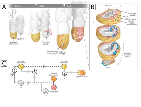 Endoderm Development In The Mouse Embryo A Intercalation Of
