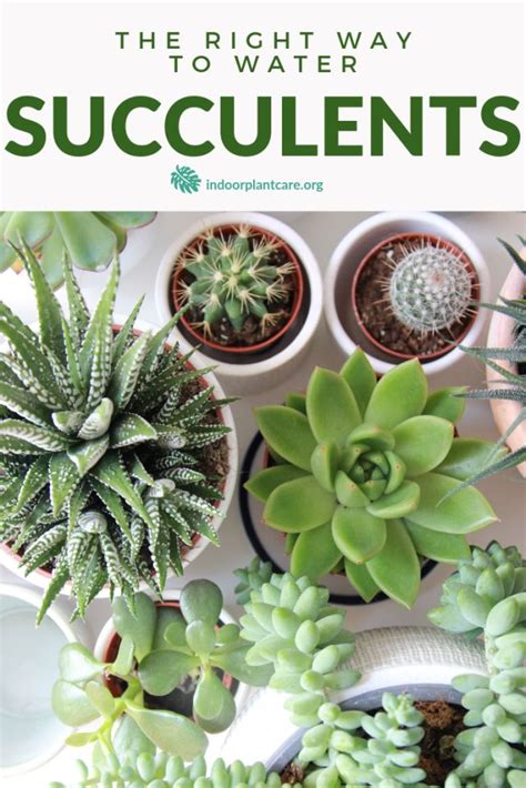 The Right Way To Water Succulents How To Water Succulents Succulents