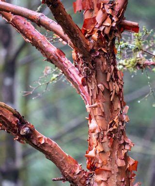 Plants With Attractive Winter Bark Varieties Homes And Gardens