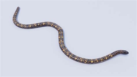 Rigged Calabar Python 3d Model By Dibia Digital