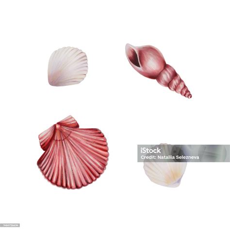 껍질이있는 수채화 구성 흰색 고립된 배경에 수중 생물 물체를 손으로 칠하는 클립아트 디자이너 장식 엽서 포장지 스크랩북 표지