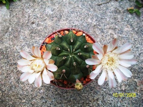 Pin by Piojura on Clasificación de cactus y crasas Succulents Plants