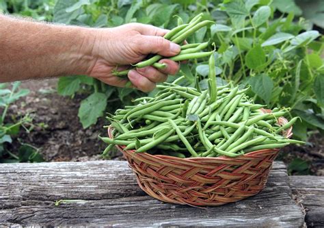 Comment cuire des haricots verts frais ou surgelés Recette Cuire