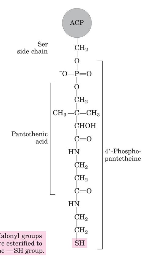 4 Acyl Carrier Protein Acp The Prosthetic Group Is 4