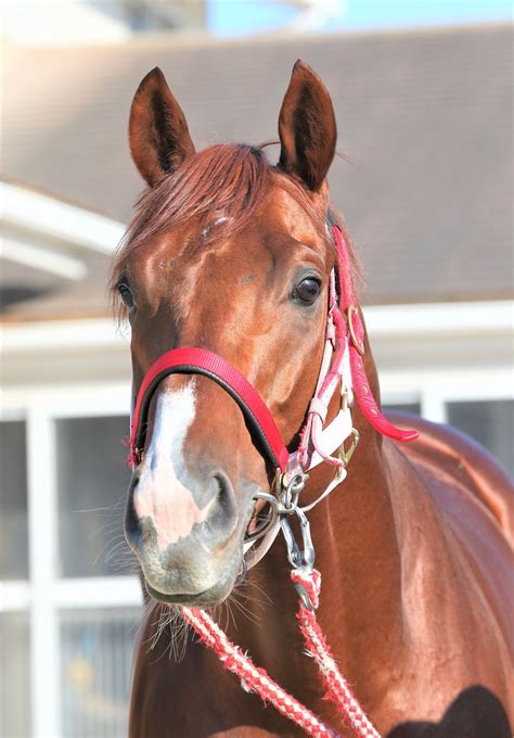 夕刊フジ競馬班 On Twitter パンサラッサ、ユニコーンライオンそしてマイルには ホウオウアマゾン が矢作厩舎のスピード
