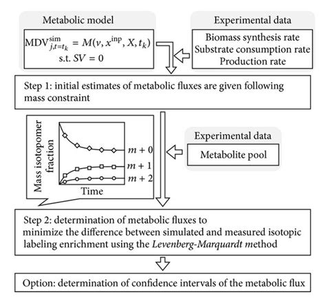 Procedure For Metabolic Flux Estimation Step 1 Initial Estimates Of