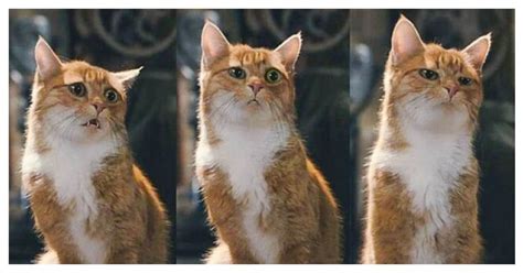 10 Cats Who Have Facial Expressions As Humans