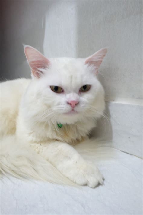 Perbedaan Kucing Anggora Dan Kucing Persia Skandinavia Apartment