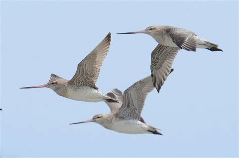 The Wonders Of Bird Migration National Band And Tag Company