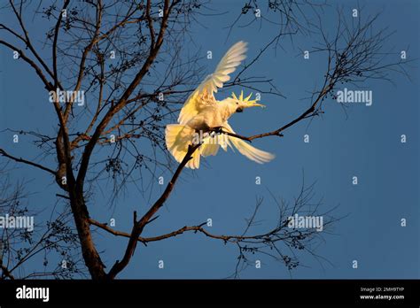 Sulphur Crested Cockatoo Cacatua Galerita Perching On The Branch Of A