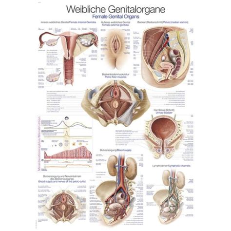 Anatomy Posters Shop Educational Anatomical Charts And Posters Online