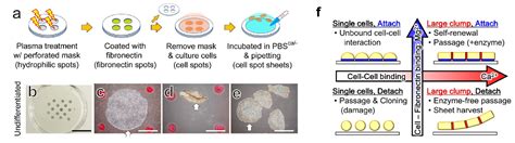 Application Of Microfluidics In Stem Cell Culture Intechopen