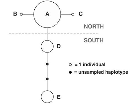 tcs haplotype network for 5 haplotypes cytb and d loop fragments