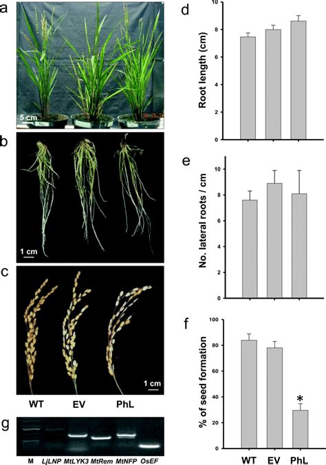 Characterization Of Transformed Rice Plants A B C Phenotype Of Phl
