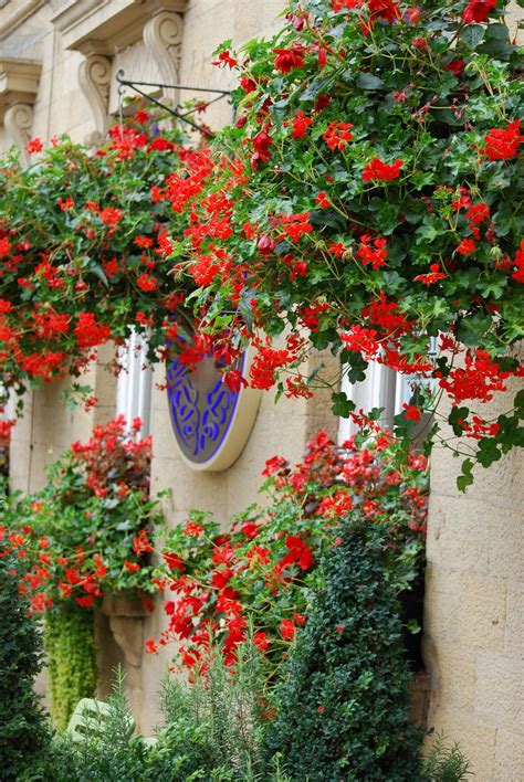Sensational Trailing Geraniums Hanging Baskets Purple Lantana