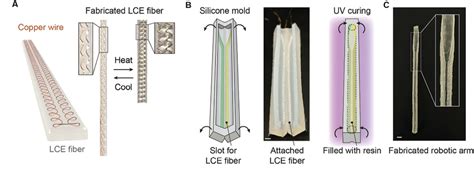 Figure From Elephant Trunk Inspired Multimodal Deformations And