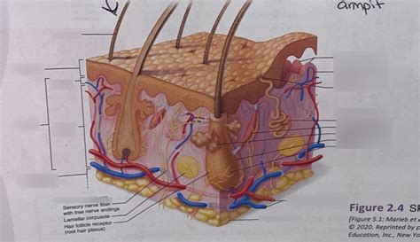 Diagram Of Unit Integumentary System Quizlet