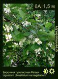 Бирючина Ligustrum, бирючина обыкновенная, бирючина туполистная ...