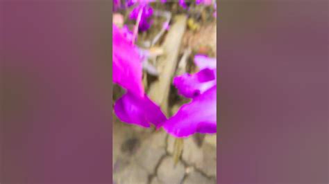 Purplr Land Youtube