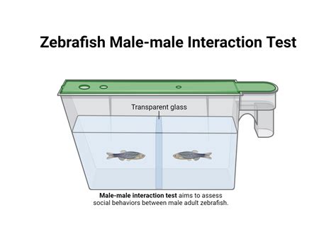 Zebrafish Male Male Interaction Test BioRender Science Templates