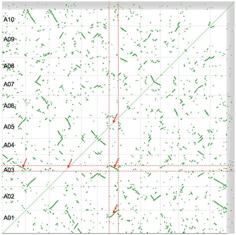 Syntenic Dotplot Of Selfself Brassica Rapa Comparison Horizontal And