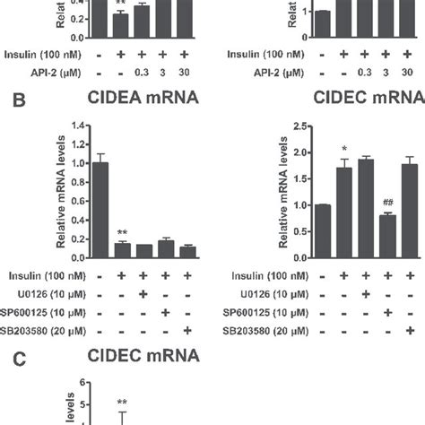 Pi3k Inhibitors Block The Regulation Of Both Cidea And Cidec Expression Download Scientific