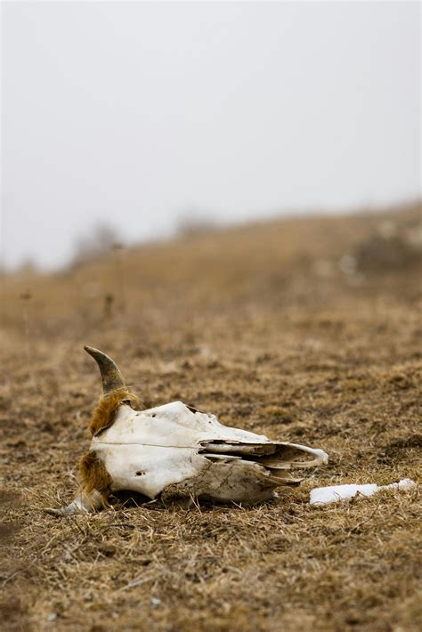 Anime Grass Texture Photos Download The Best Free Anime Grass Texture