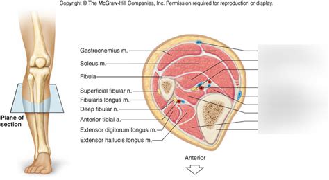 Lower Leg Cross Section Diagram Quizlet