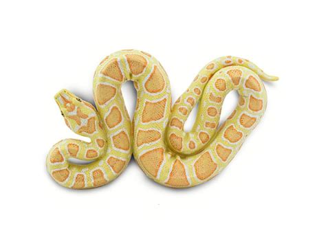 Safari Ltd Albino Burmese Python Wortenpt