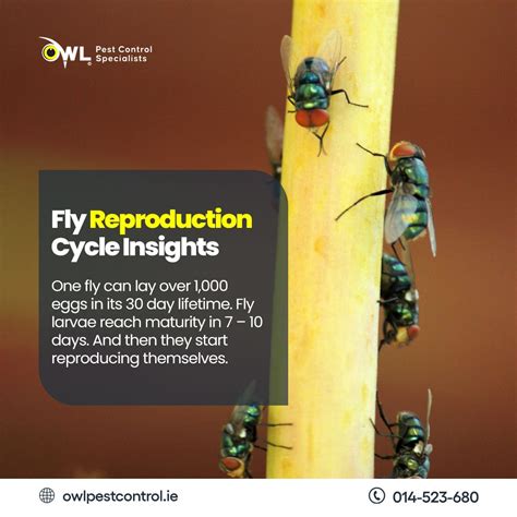 Owl Pest Control Ltd On Linkedin Pestcontrolexperts Owlpestcontrol