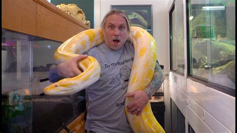Female Albino Burmese Python