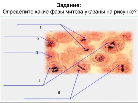 Деление клетки Митоз презентация онлайн