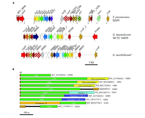Genes Involved In The Synthesis Of Choline Containing Teichoic Acids