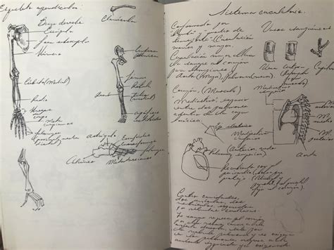 Notes From The Forensic Medicine Class Ranatomyfortheartist