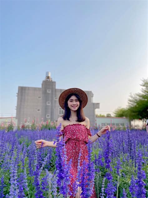 台南花海｜鼠尾草｜蜀葵花季在學甲🌼 ｜ Popo筆記