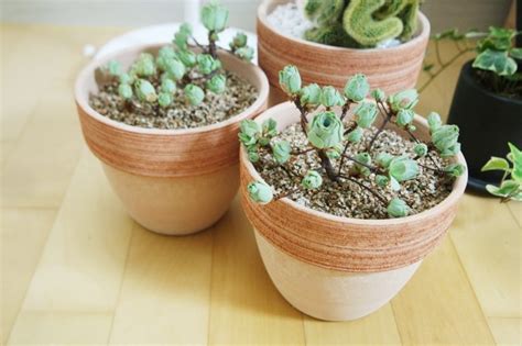 다육이 화분 And 다육이 분갈이 방법까지~ 네이버 블로그