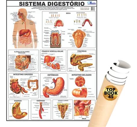Sistema Digestório Corpo Humano Digestivo Poster Mapa Medicina Enrolado