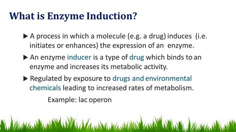 Enzyme Induction And Repression Ppt