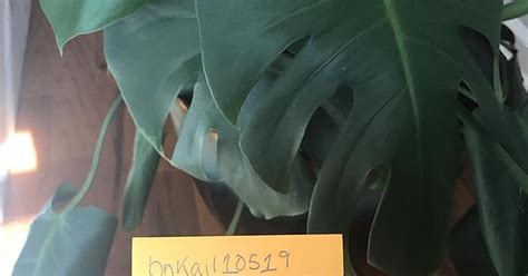 Plants Album On Imgur