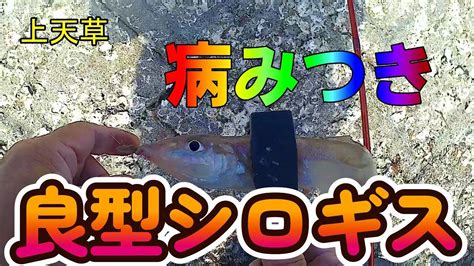 167 【ちょい投げキス釣り】熊本県上天草と龍ヶ岳で爆風の中ちょい投げキス釣り良型狙い Youtube