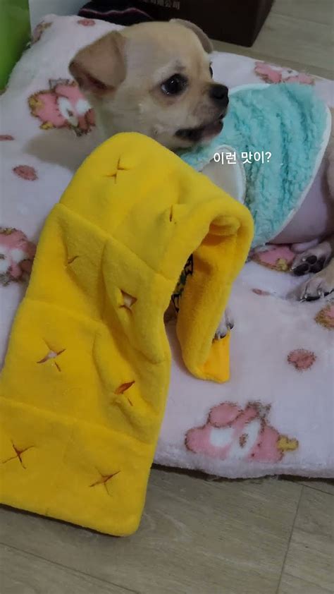 꼬식이의 첫경험 간식놀이 치와와 Chihuahua 단모치와와 Acutepuppy Pet Youtube