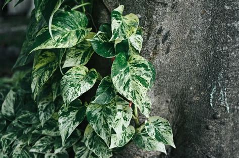 Planta Jiboia Guia Completo Para Cultivar Em Casa Blog Da Cobasi