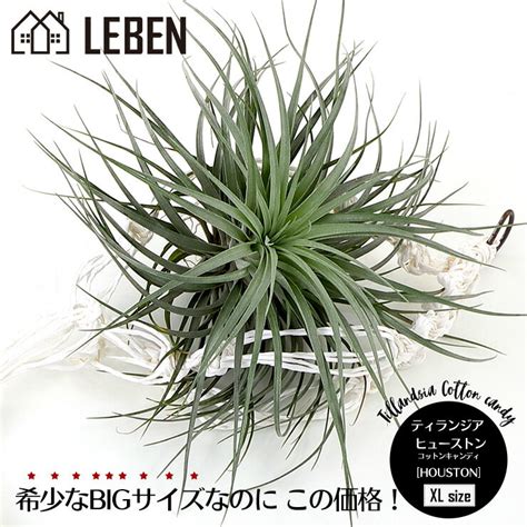 【10offクーポン！5と0のつく日】【予約】エアプランツ チランジア コットンキャンディ ヒューストン Xlサイズ エアープランツ