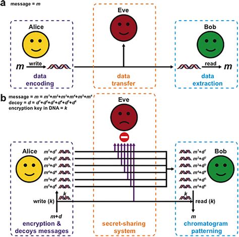 Dna Communication A For Alice To Send A Message M To Bob She Must