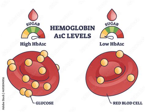 Hemoglobin A C Test Levels With Red Blood Cell And Glucose Outline Diagram Labeled Educational