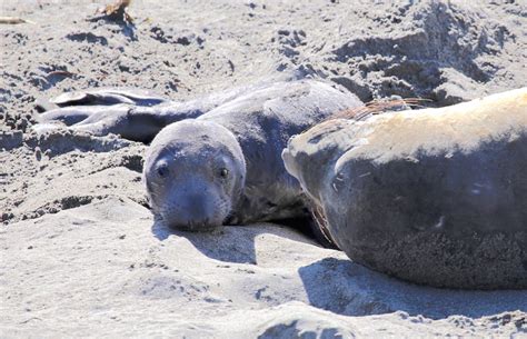 Elephant Seals California Coast Pictrona An Online Storybook
