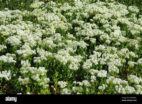 Herbe poivrée blanche Lepidium draba Les mauvaises herbes vivaces
