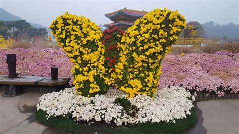 대한민국 국향대전 함평 국화축제 국화향기가 들려주는 가을이야기 산림조합중앙회