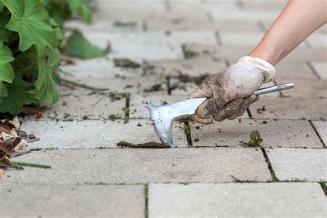 Top 10 des plus beaux arbres à planter dans son jardin Débroussaillez